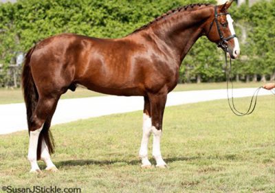 Parcival – Mountain Creek Sporthorses