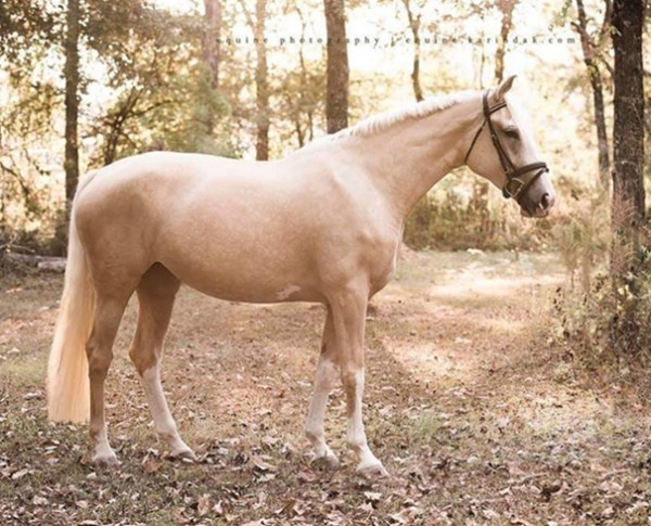 Parcival – Mountain Creek Sporthorses