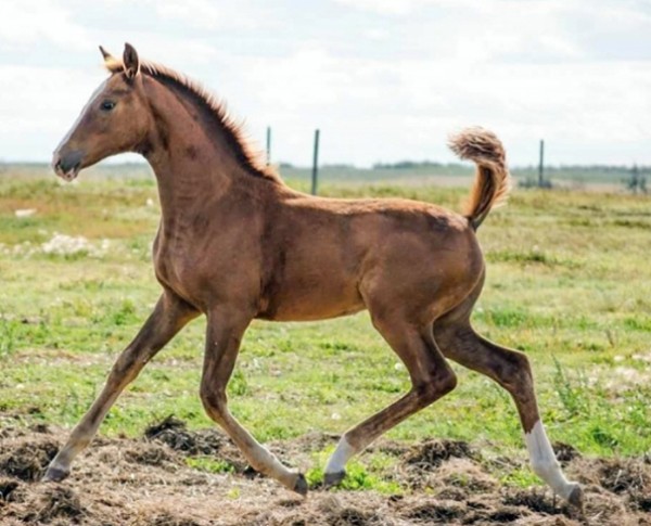 Parcival – Mountain Creek Sporthorses